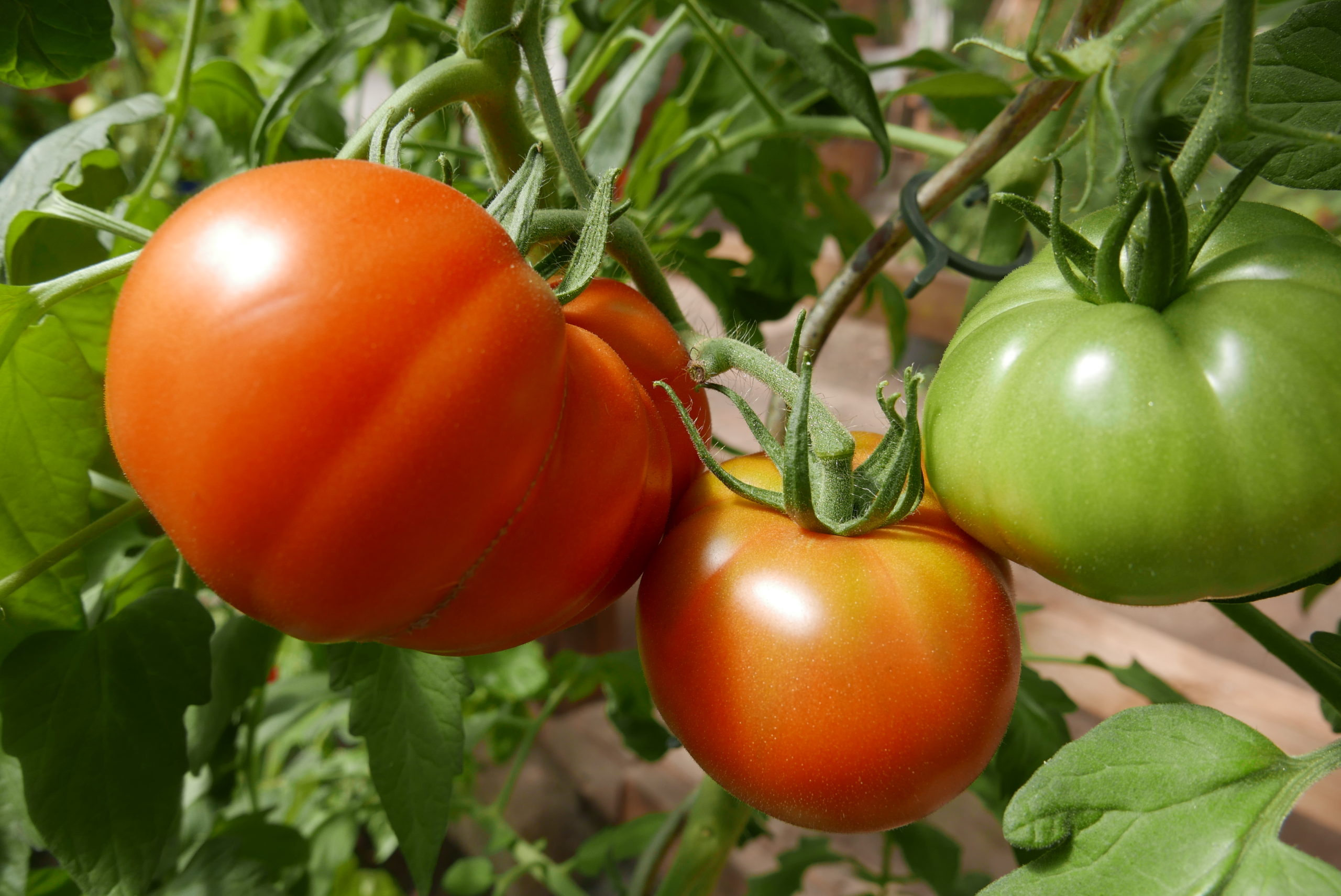 Raf-Tomate (Resistente a Fusarium) – Fleischtomaten – BUND Tomatenboerse